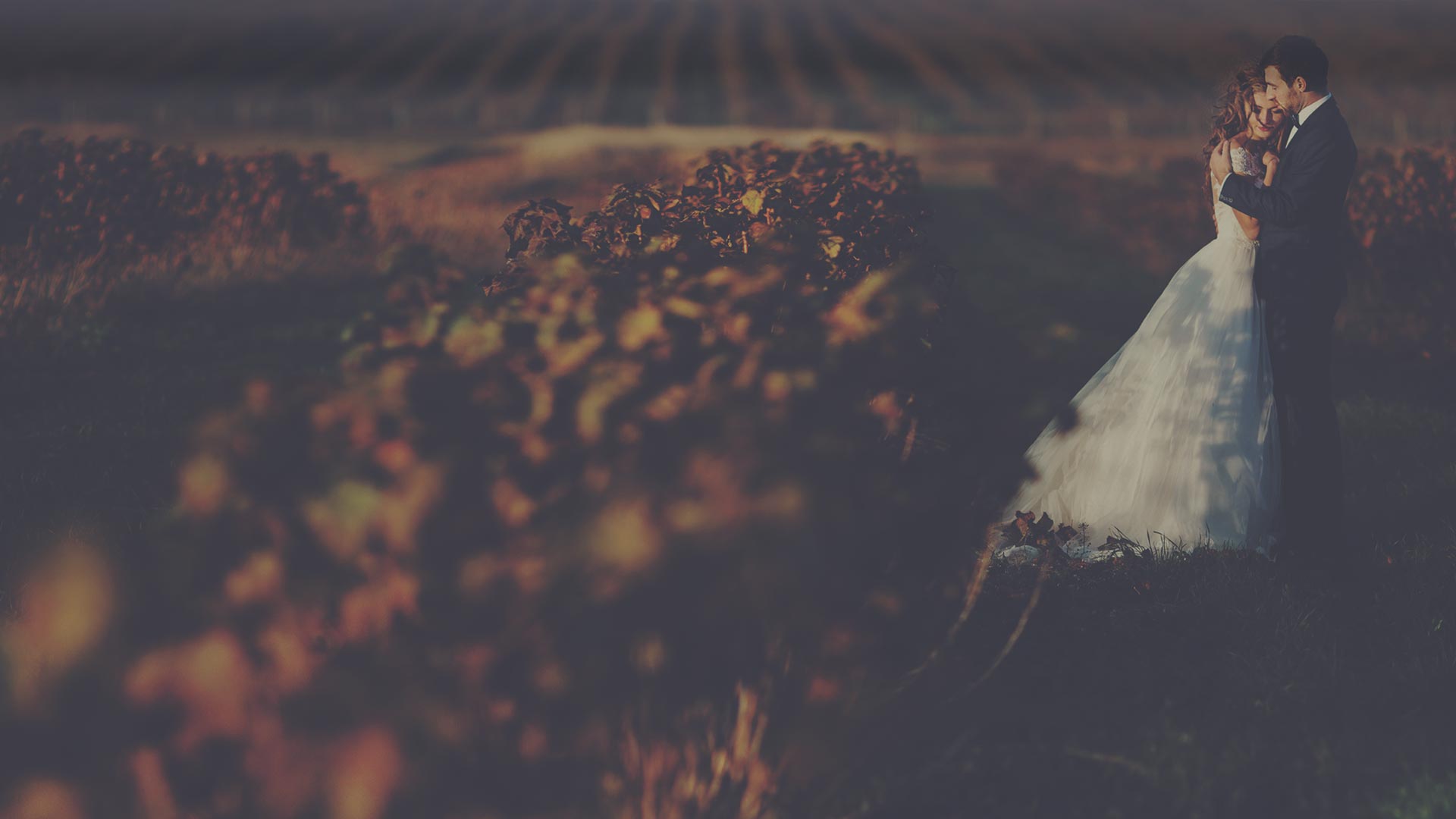 Vineyard Events - Graham Vineyards